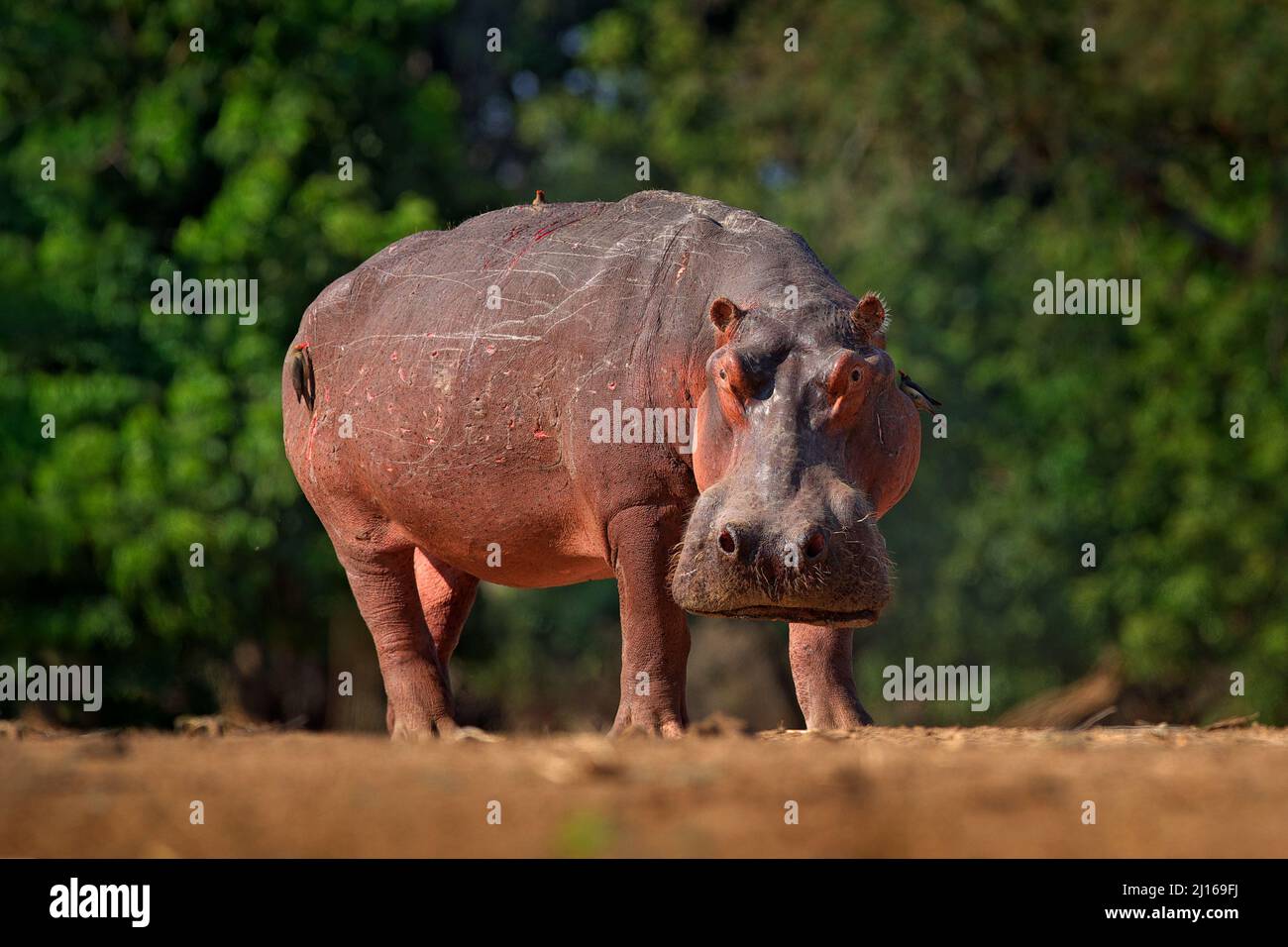 Hippo with injury bloody scar in the skin. African Hippopotamus ...