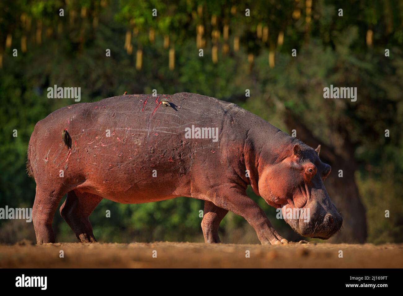 Hippo with injury bloody scar in the skin. African Hippopotamus ...