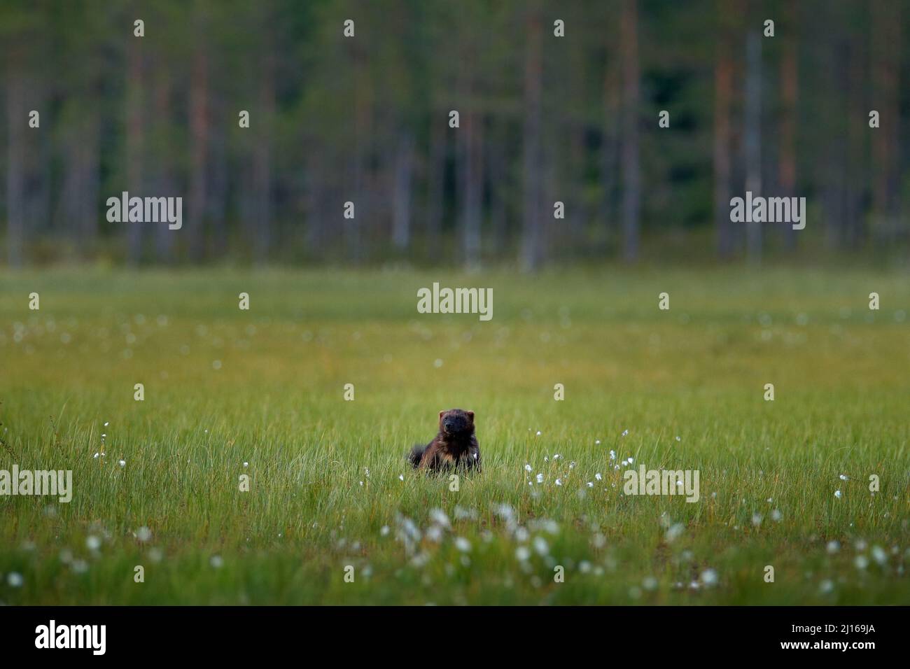 Wolverine running in Finnish taiga. Wildlife scene from nature. Rare ...