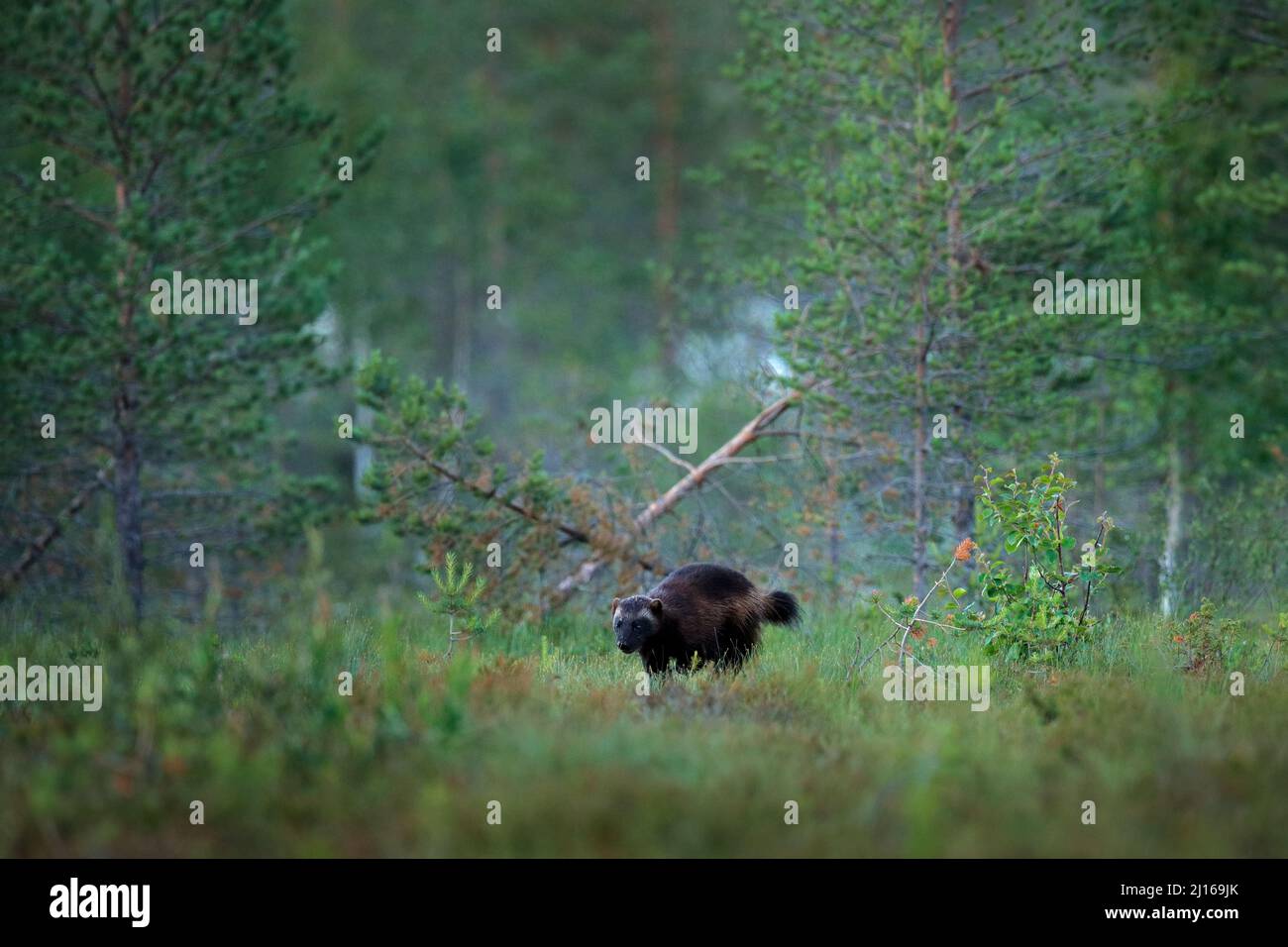 Wolverine running in Finnish taiga. Wildlife scene from nature. Rare ...
