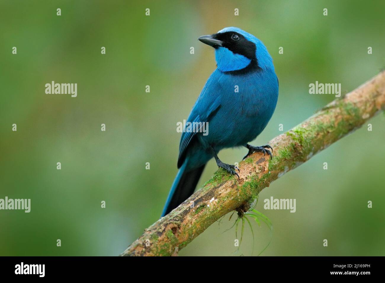 Turquoise jay, Cyanolyca turcosa, detail portrait of beautiful blue ...