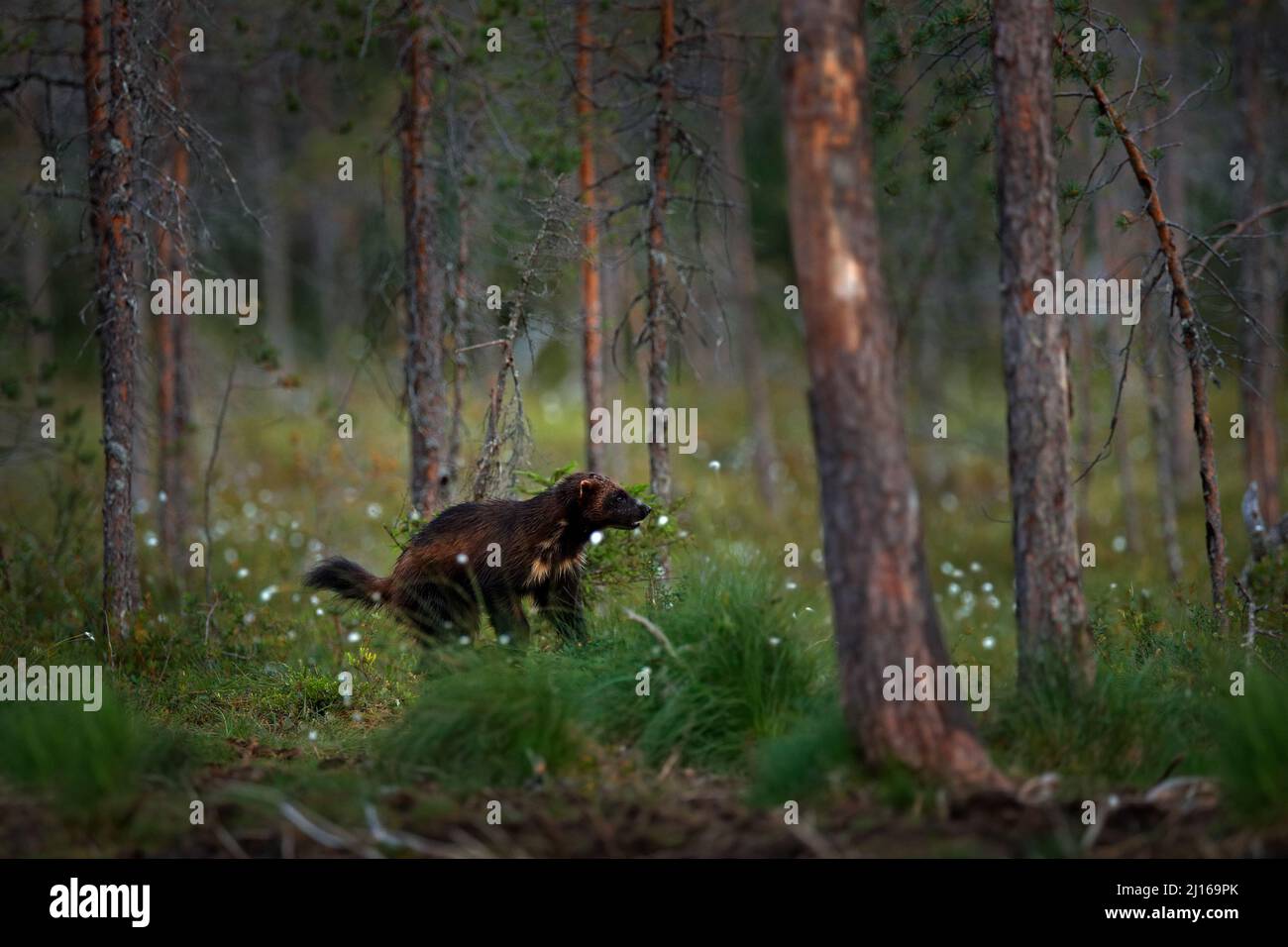 Wolverine running in Finnish taiga. Wildlife scene from nature. Rare ...