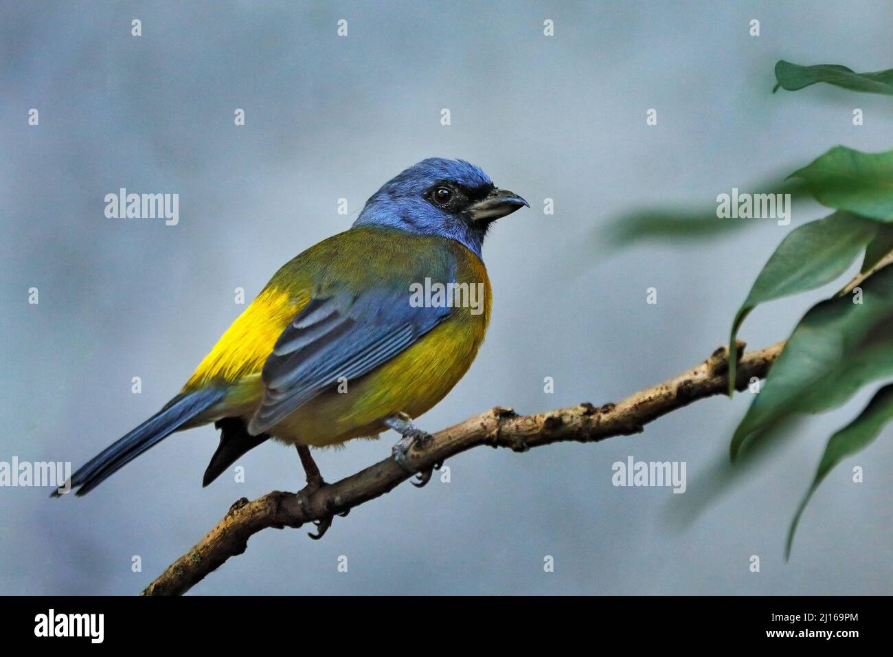 Green-mantled Tanager, Pipraeidea darwinii, yellow blue bird from ...
