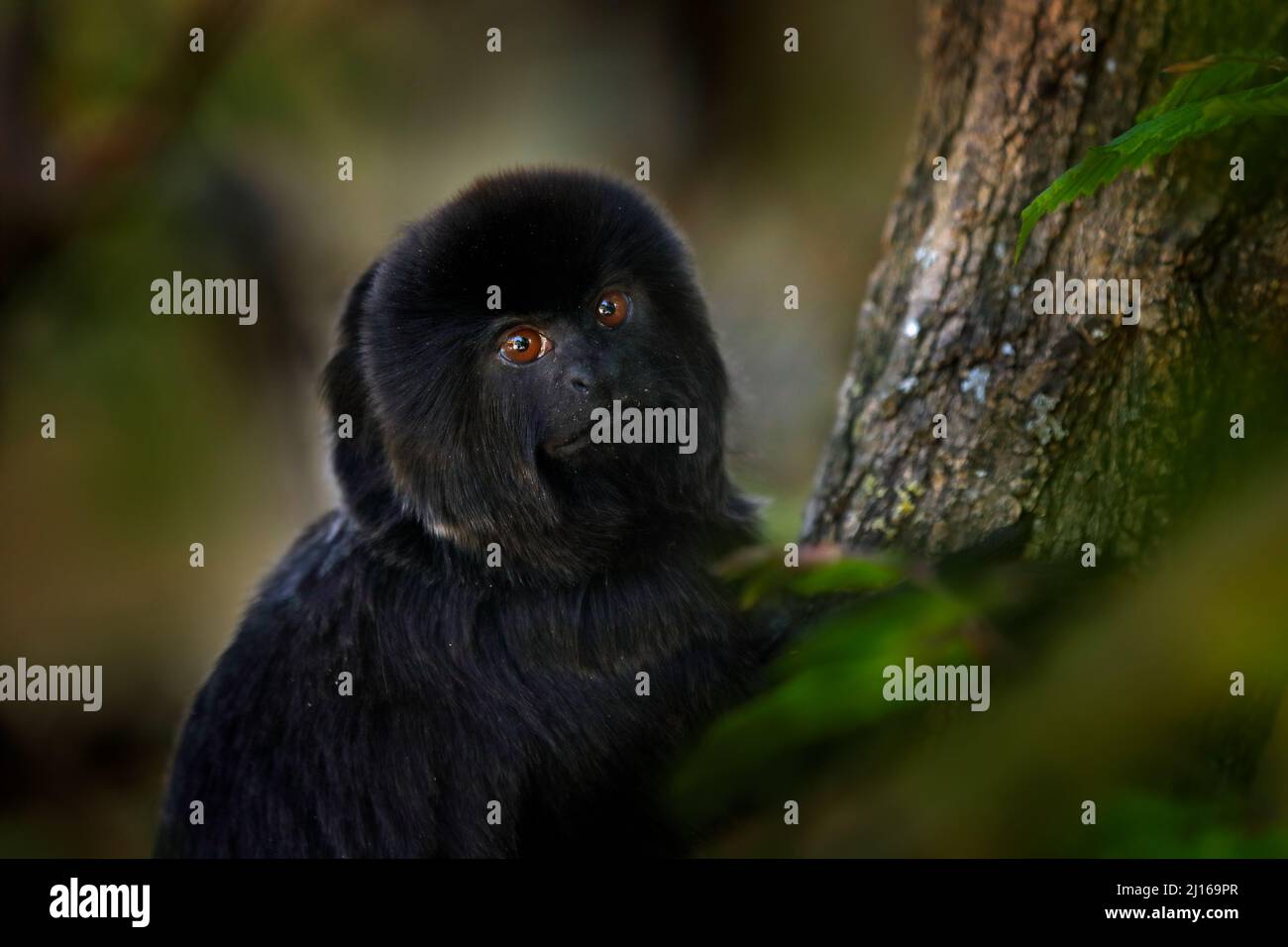 Goeldi's marmoset monkey, Callimico goeldii, small black South American ...