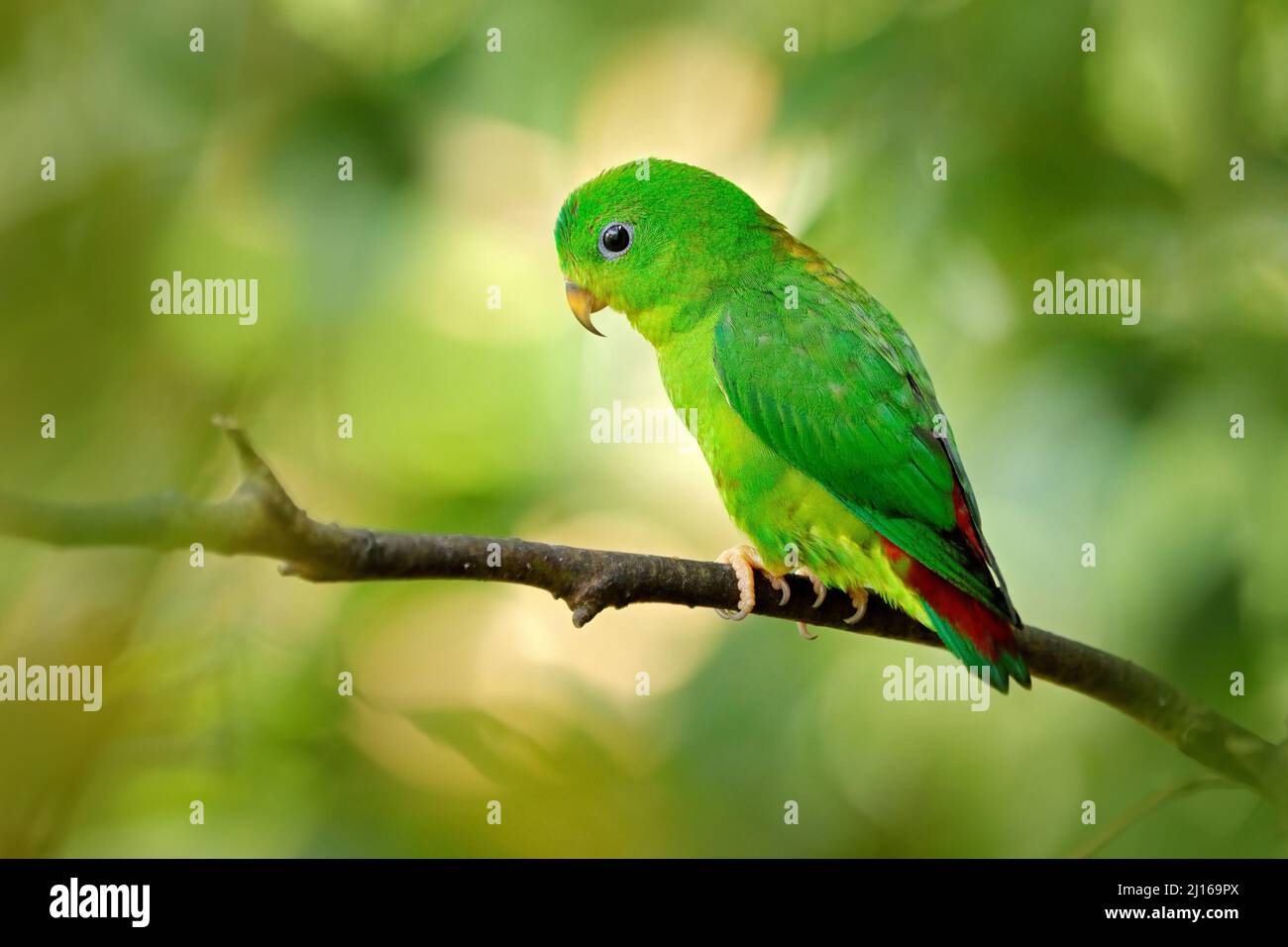Blue-crowned hanging parrot, Loriculus galgulus, small mainly green ...