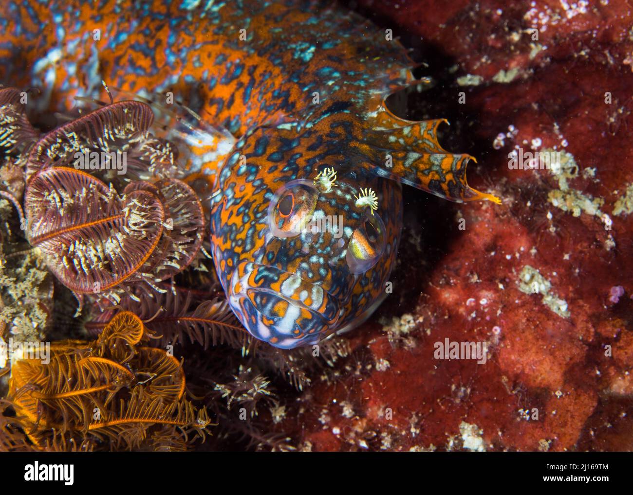 Klipfish (Clinus venustris) a bright colored fish with orange pattern ...