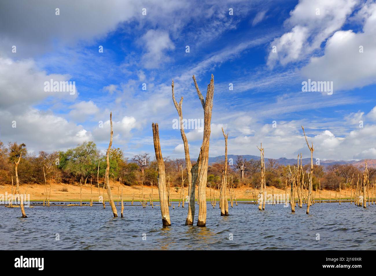 Lake Kariba. Dead trees and reflection of the sky, Zambezi river ...