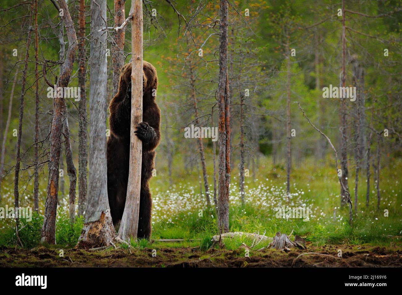 Bear hidden in yellow forest. Autumn trees with bear, face portrait ...