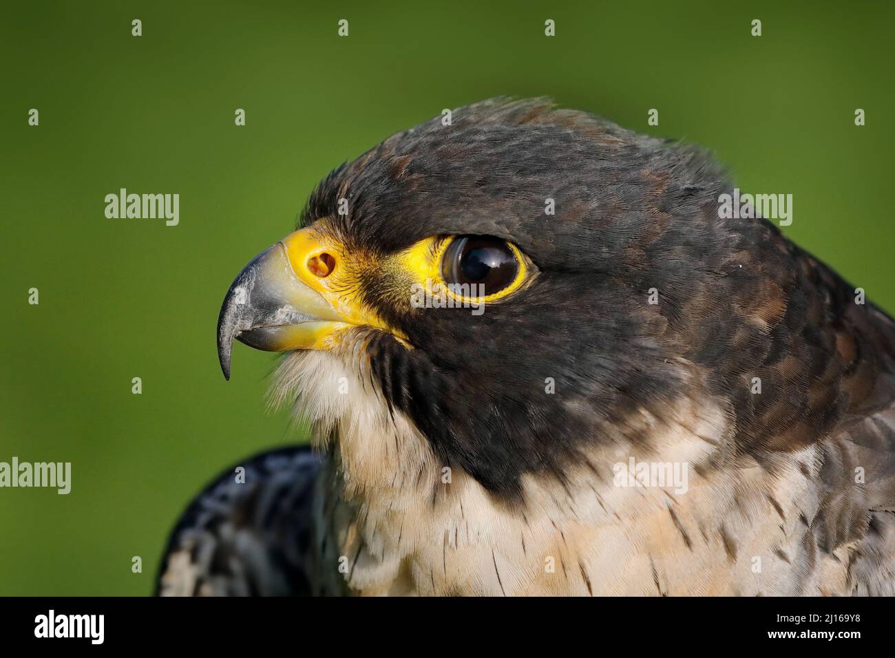 Falcon, close-up head portrait. Peregrine Falcon, bird of prey sitting ...