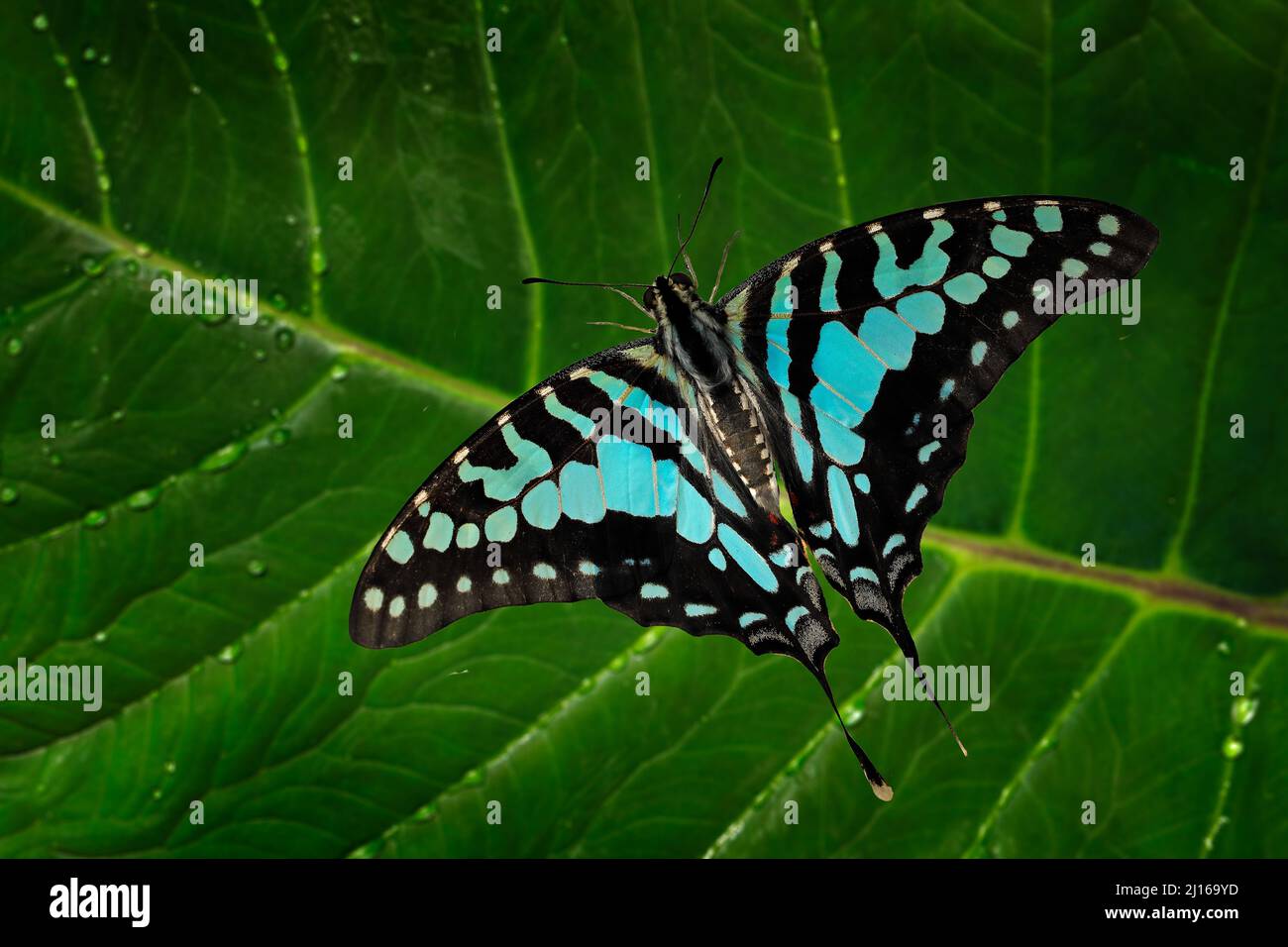 Beautiful insect hi-res stock photography and images - Alamy