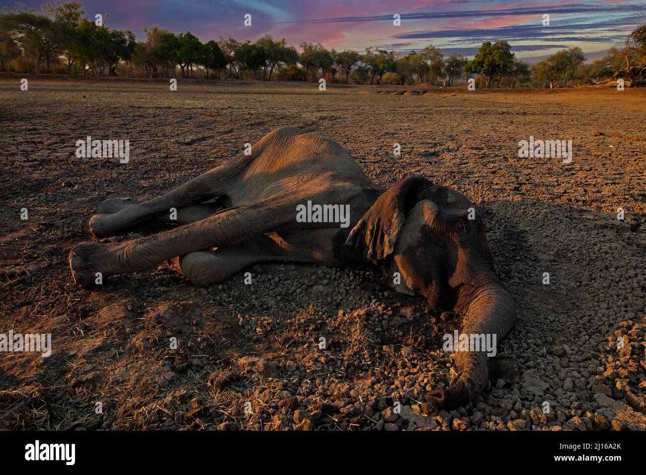 African elephant carcass, dry season in nature. Dead elephant at Mana ...