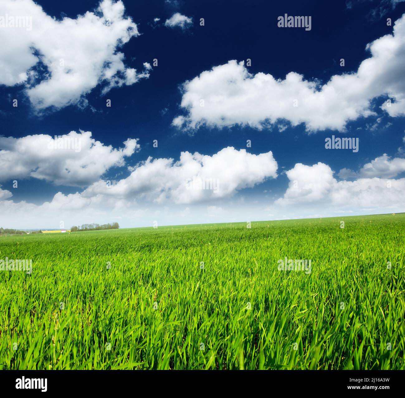 Beautiful spring field with a green grass and the beautiful sky Stock ...