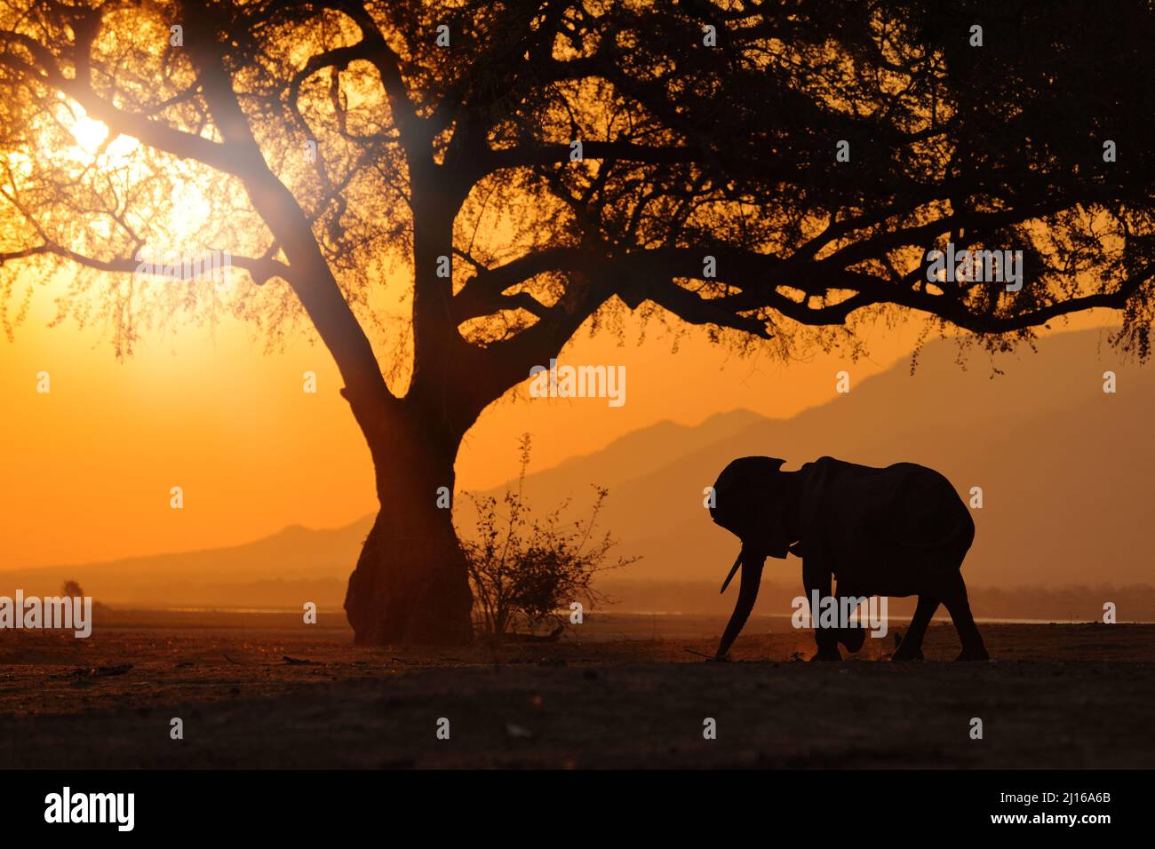 Sunset, Elephant feeding tree branch. Elephant at Mana Pools NP ...