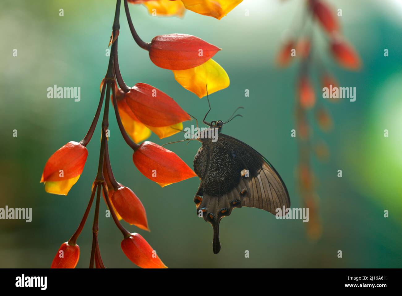 Tropic butterfly. Green swallowtail butterfly, Papilio palinurus ...