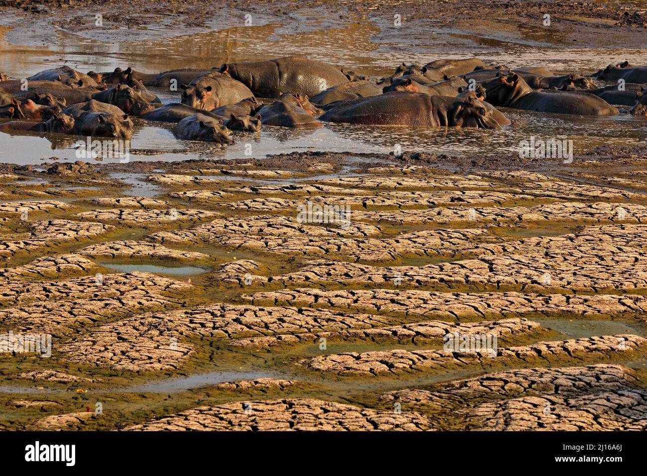 Dry lake, Mana Pools NP, Zimbabwe. Hot season in Africa. Dry summer ...