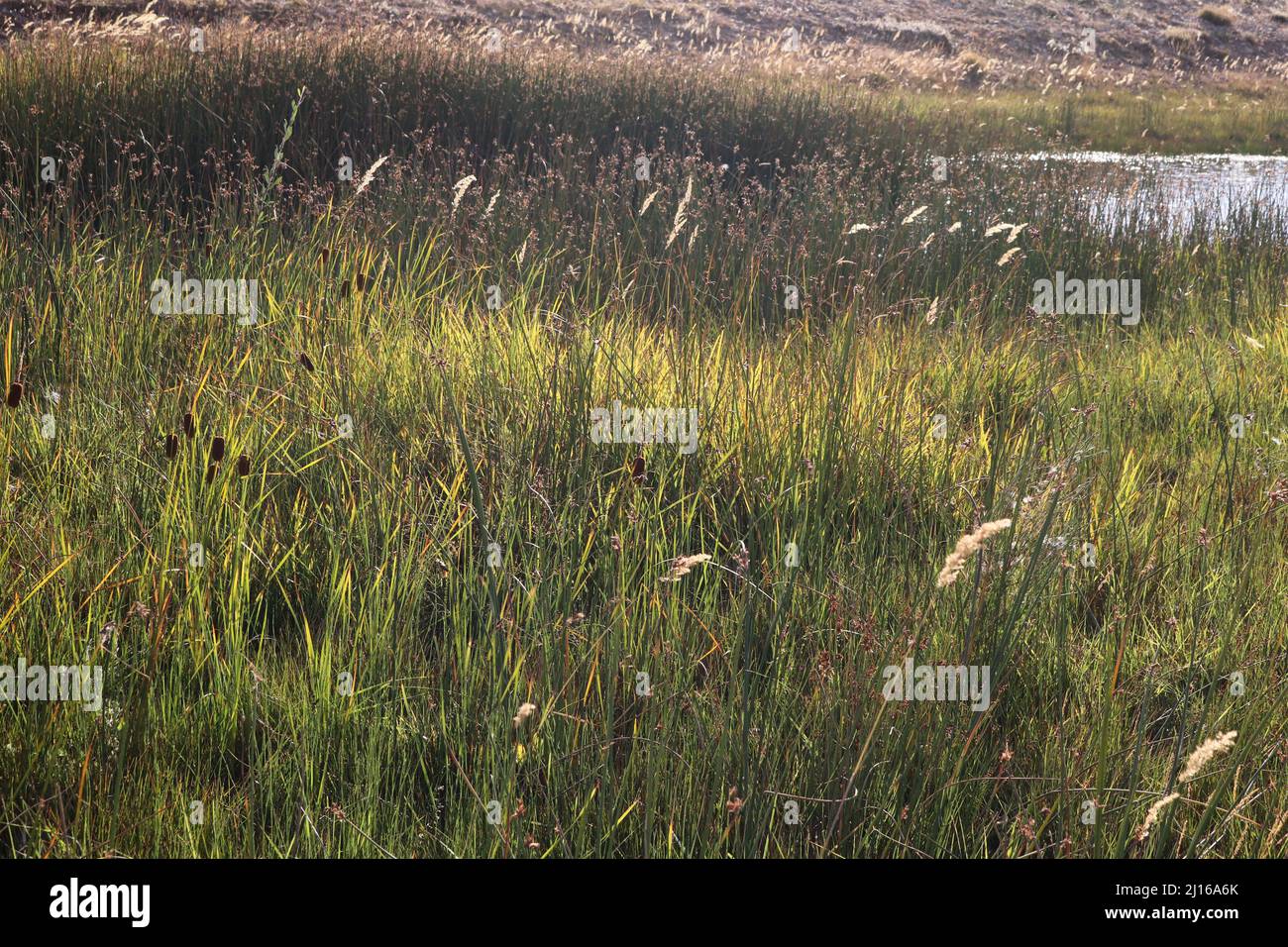 reed plant in the swamp Stock Photo - Alamy