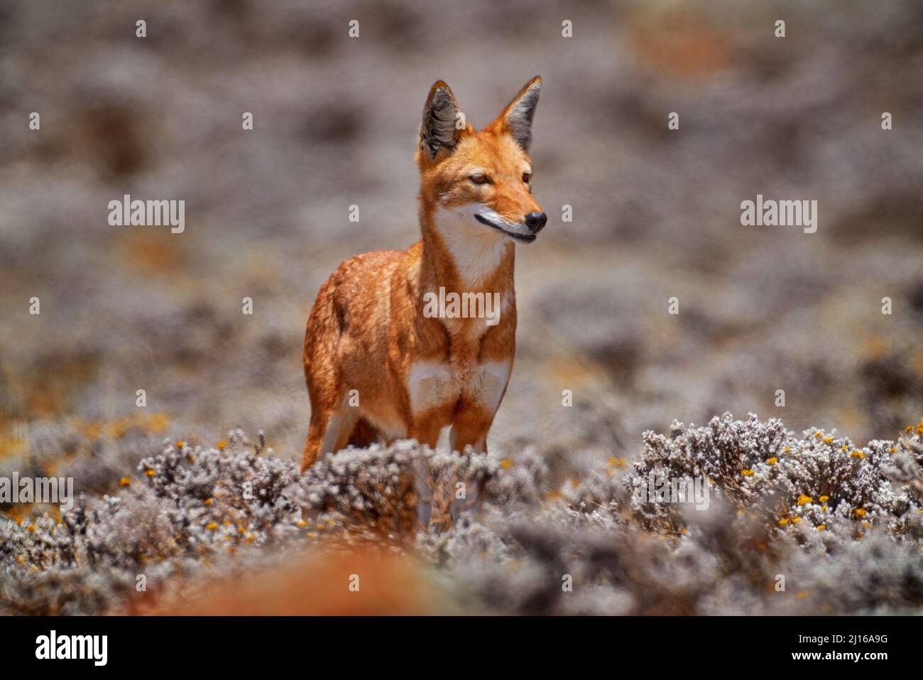 Ethiopian wolf, Canis simensis, pack in the nature. Bale Mountains NP ...