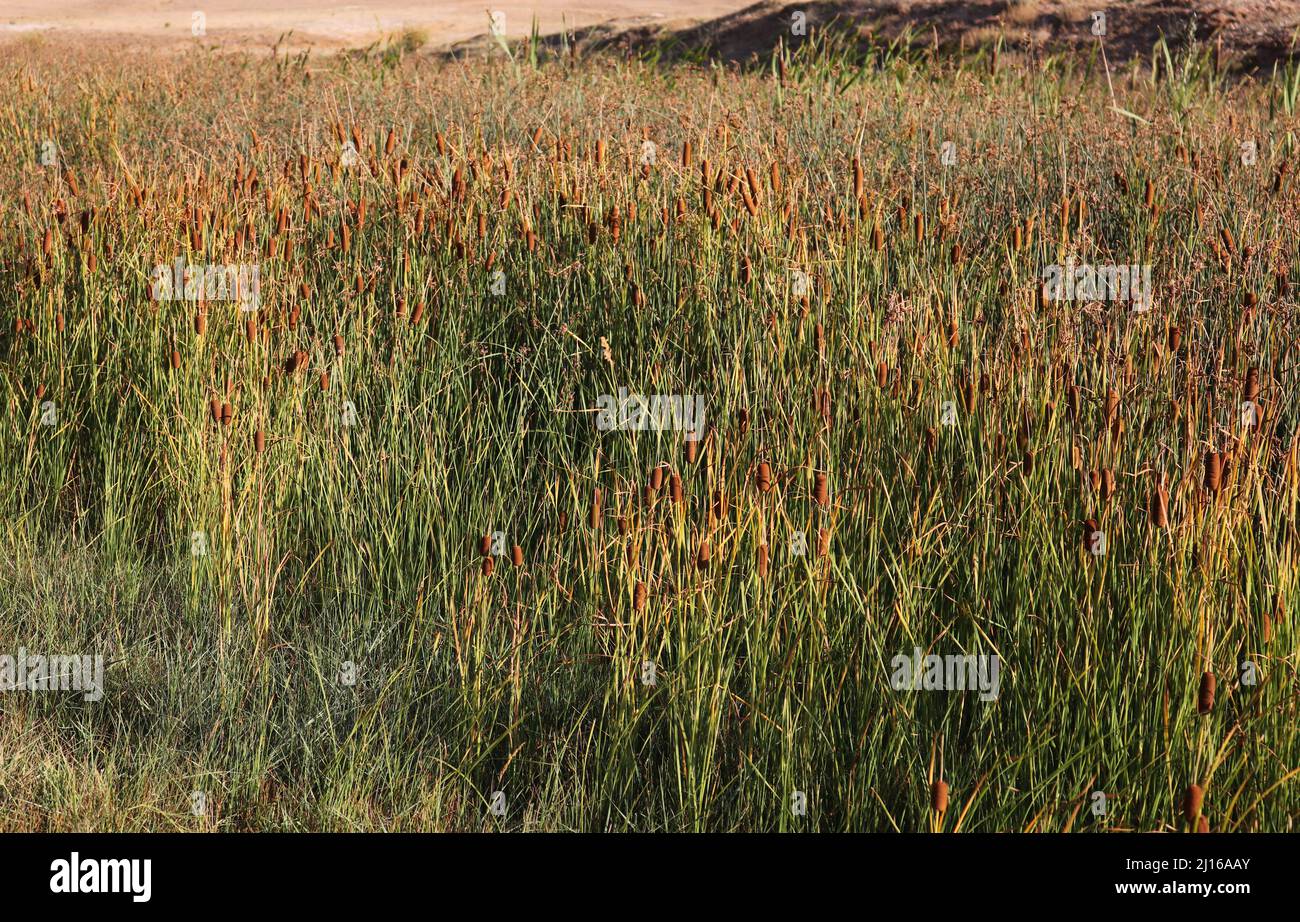 reed plant in the swamp Stock Photo - Alamy