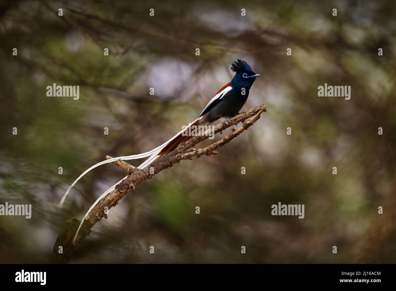Very long tail bird. Indian paradise flycatcher, Terpsiphone paradisi ...