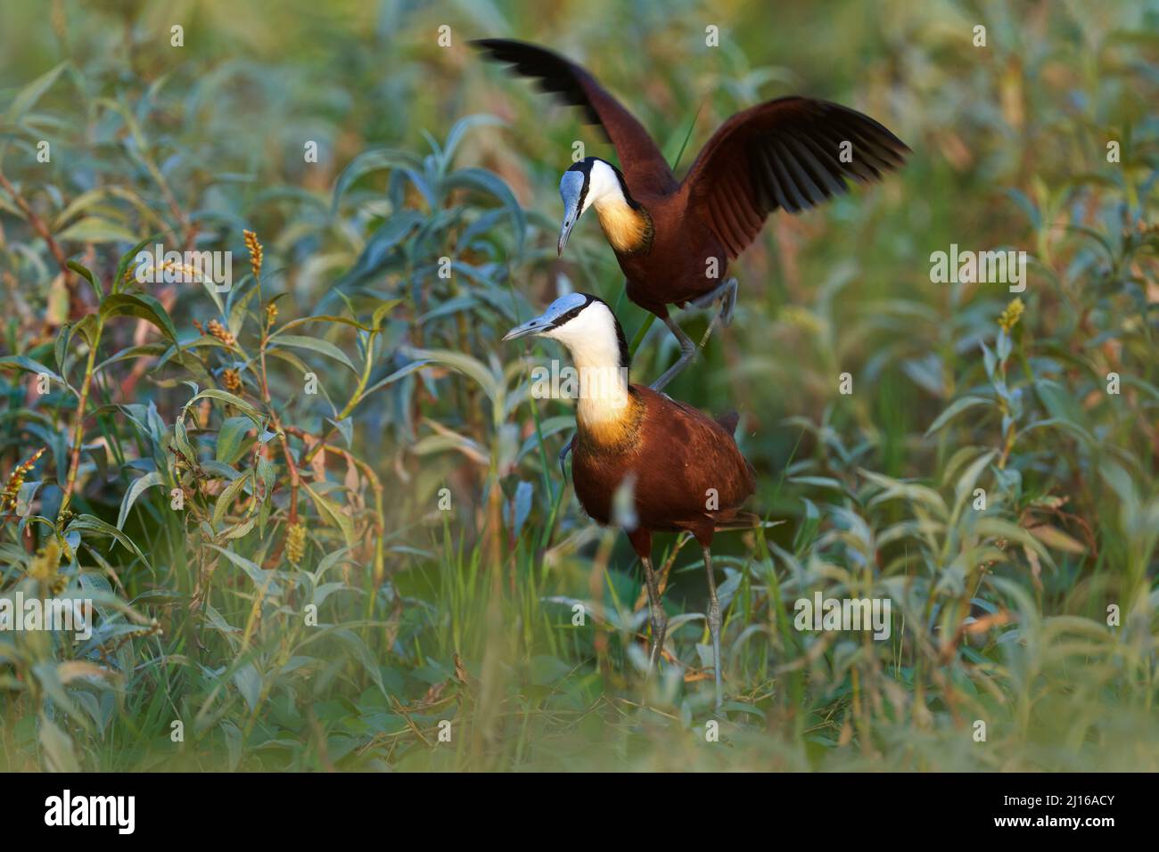 Bird love behaviour. African jacana, Actophilornis africanus, wader ...
