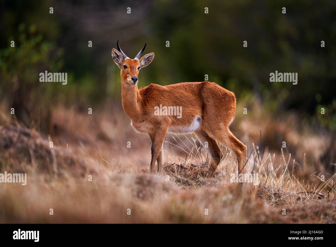 Bohor reedbuck, Redunca redunca, antelope in the nature habitat. Big ...