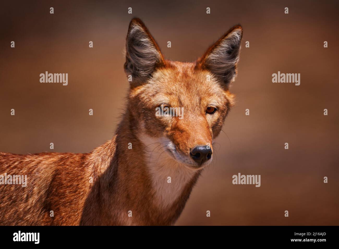 Ethiopian wolf, Canis simensis, in the nature. Bale Mountains NP ...