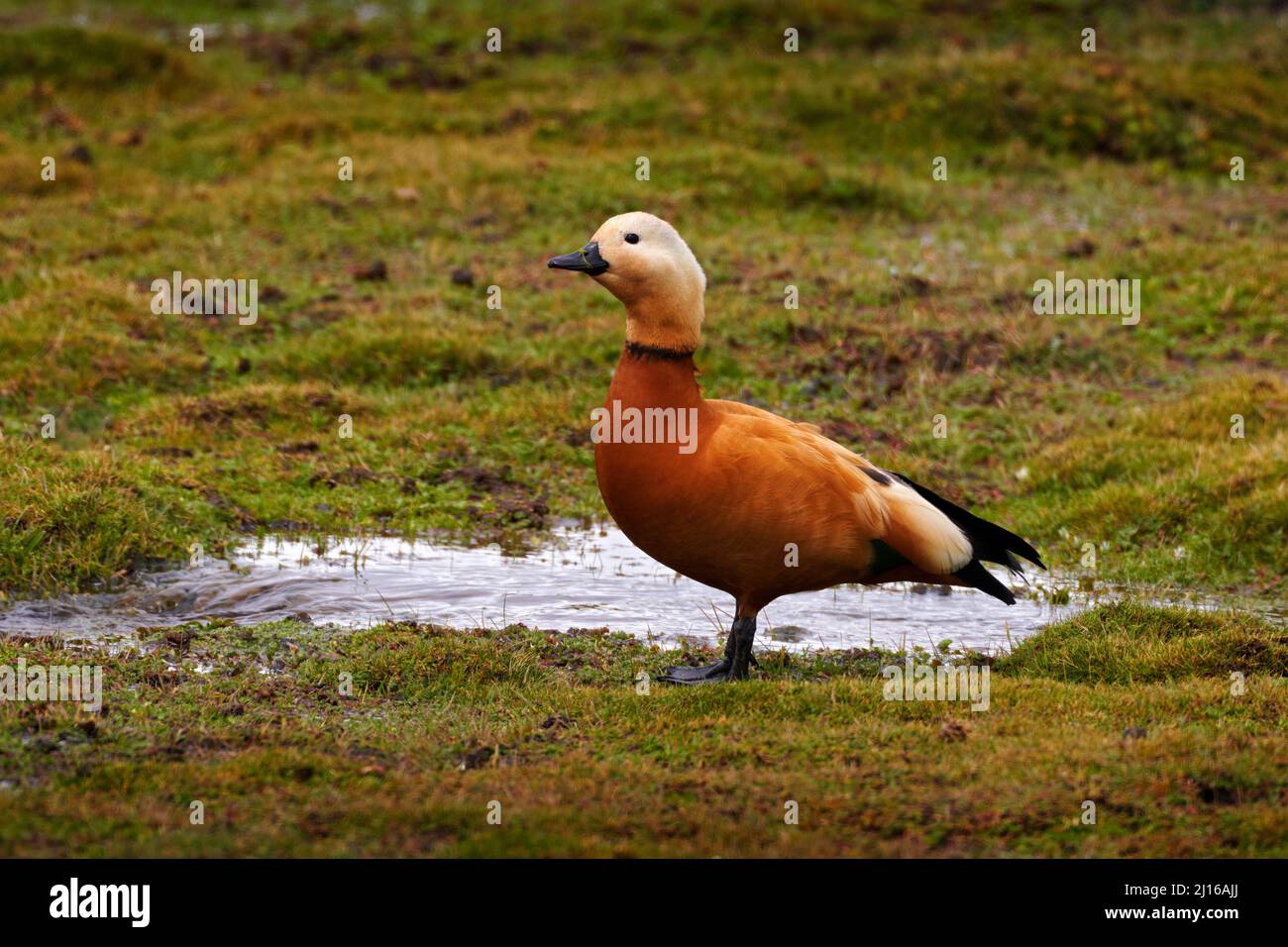 Endemic birds of ethiopia hi-res stock photography and images - Alamy
