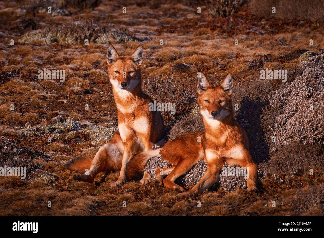 Ethiopian wolf, Canis simensis, pack in the nature. Bale Mountains NP ...