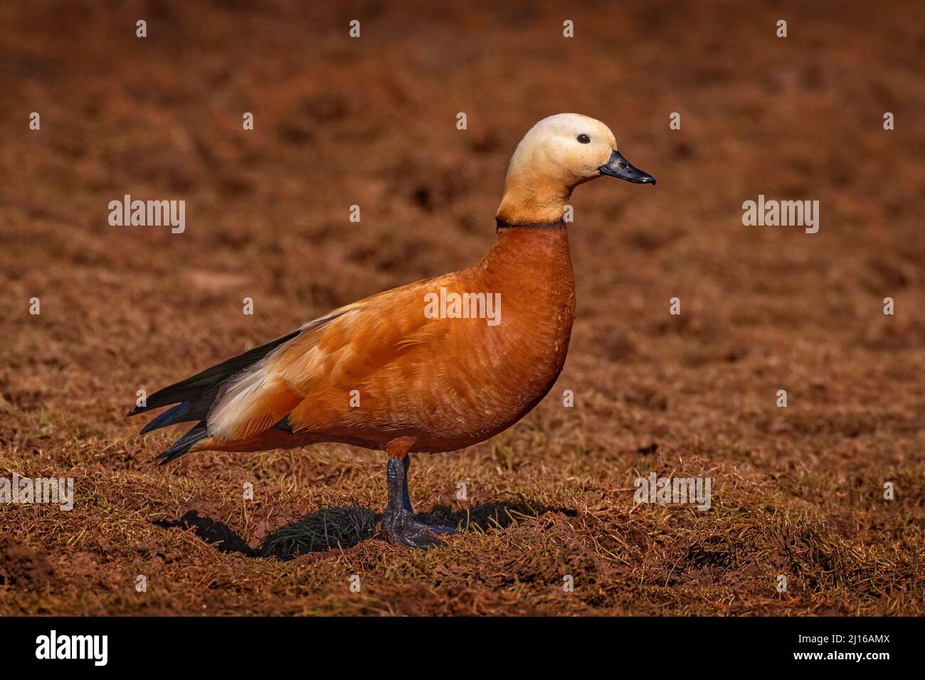 Endemic birds of ethiopia hi-res stock photography and images - Alamy