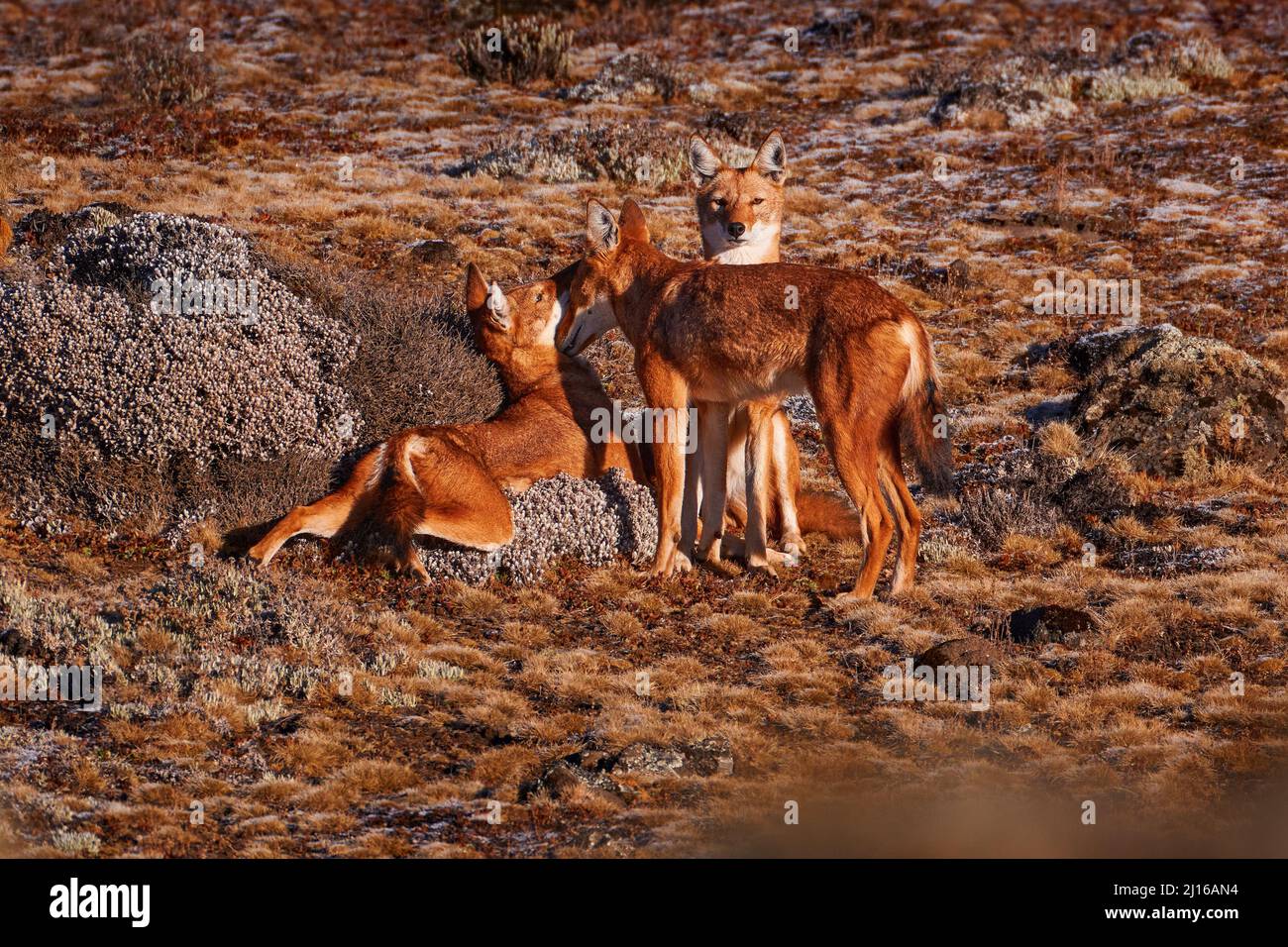 Ethiopian wolf, Canis simensis, in the nature. Bale Mountains NP, in ...