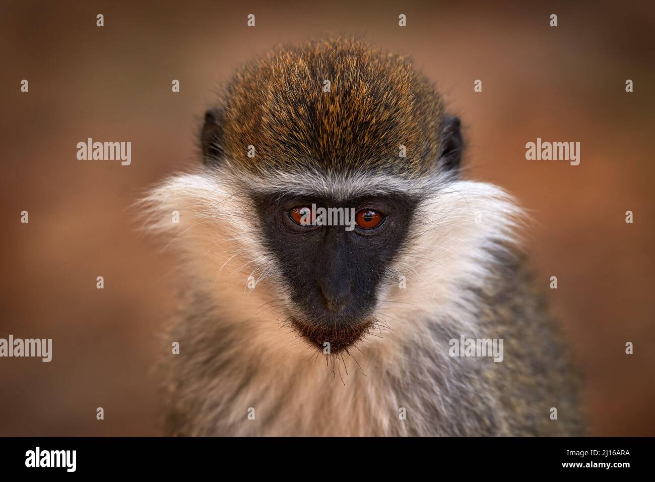 Africa, monkey detail portrait. Vervet monkey, Chlorocebus pygerythrus ...