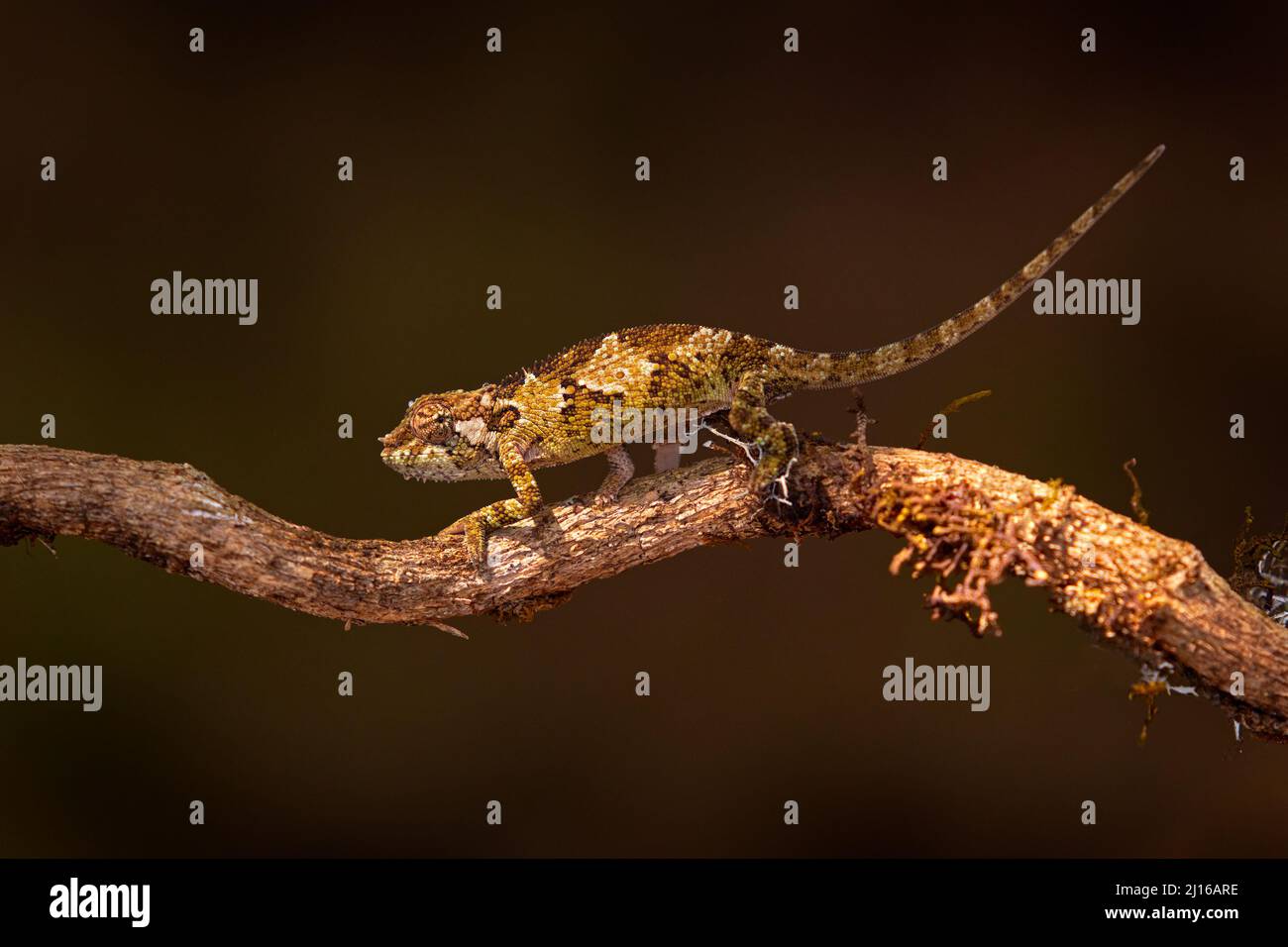Trioceros balebicornutus, Bale Mountains Two-horned Chameleon, endemic ...