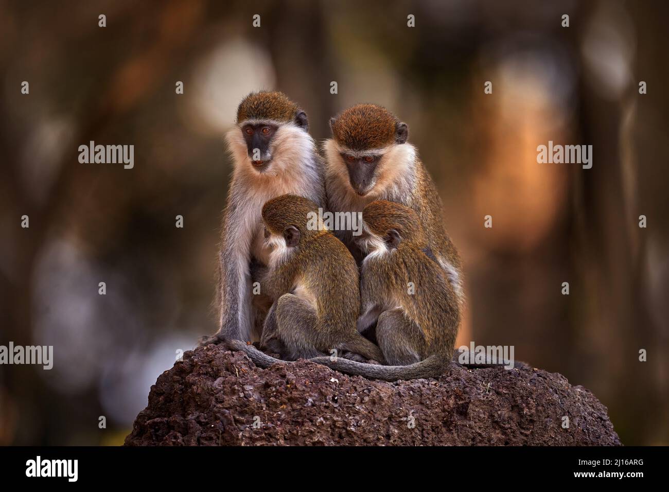 Monkey family, together rest relaxation break. Vervet monkey ...