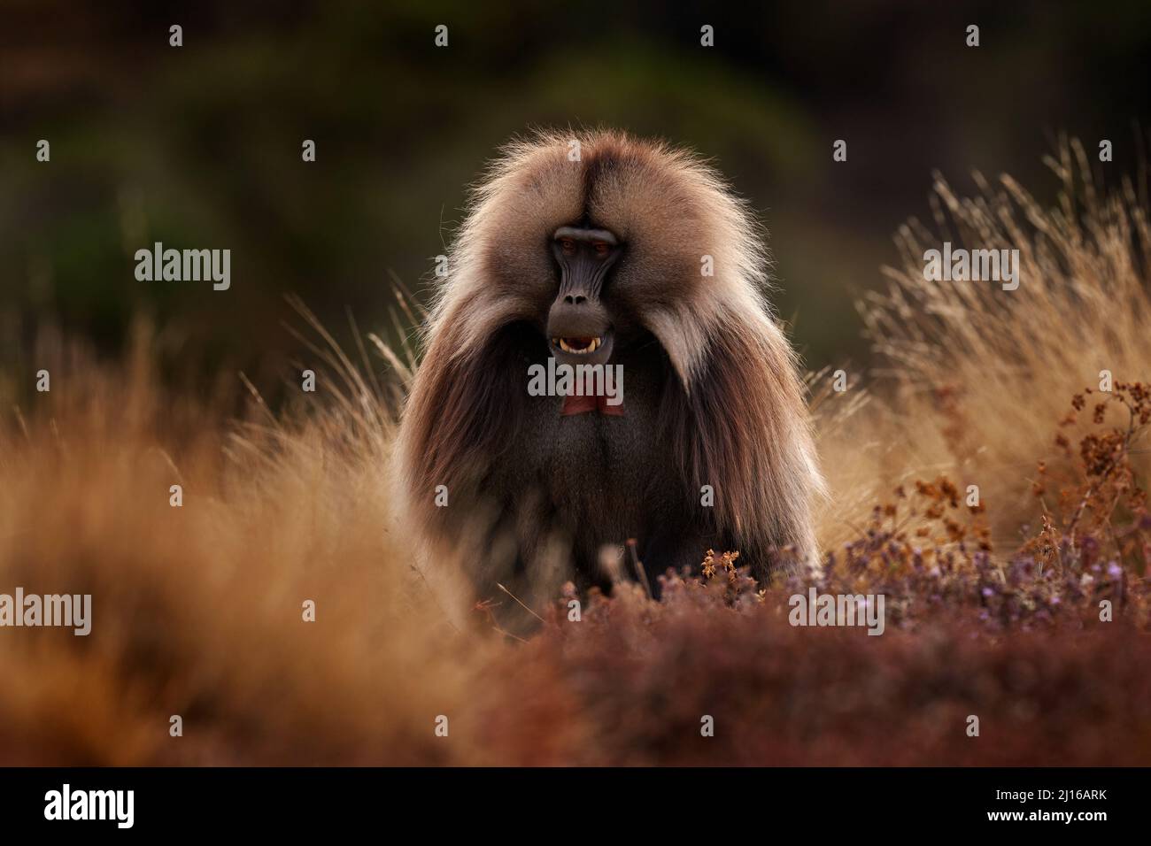 Gelada Baboon with open mouth with teeth. Simien mountains NP, gelada ...