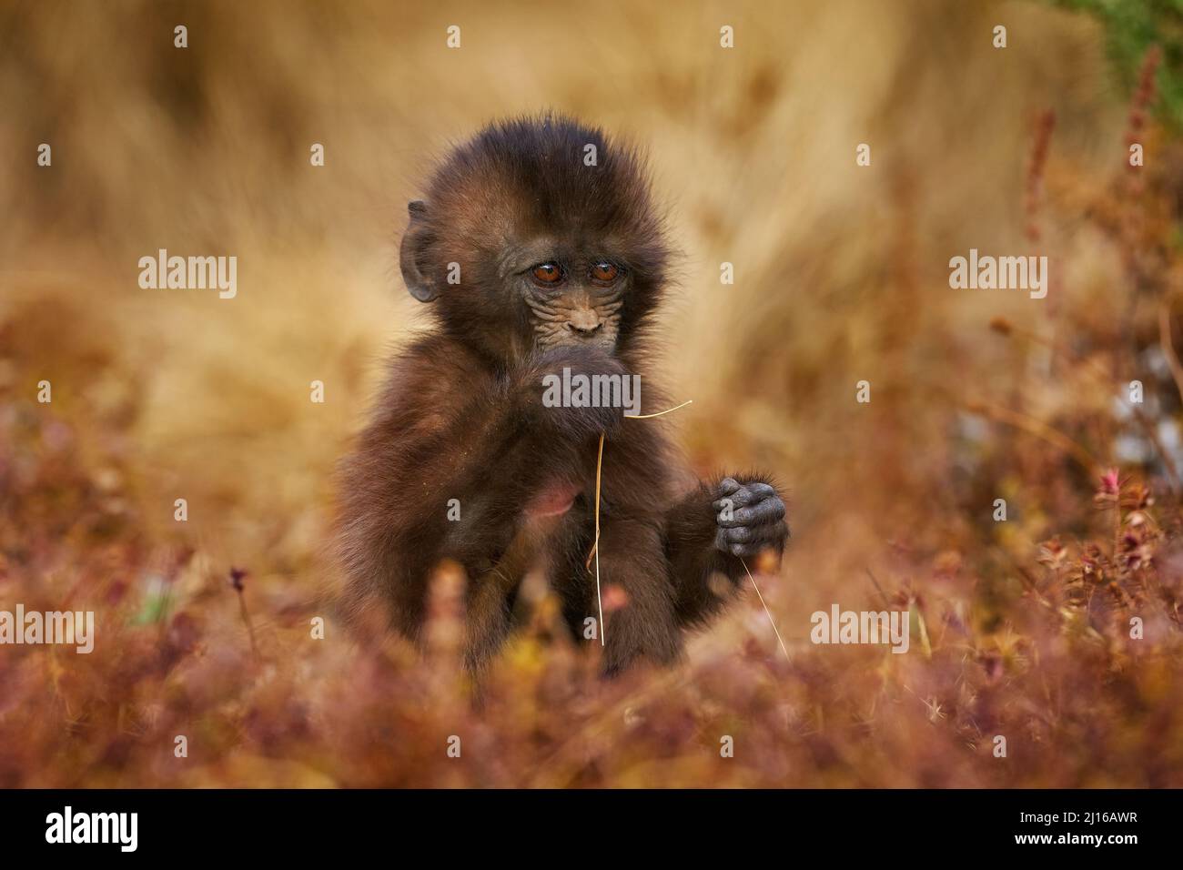 Cute baby monkey feeding grass culm straw. Gelada Baboon with open ...