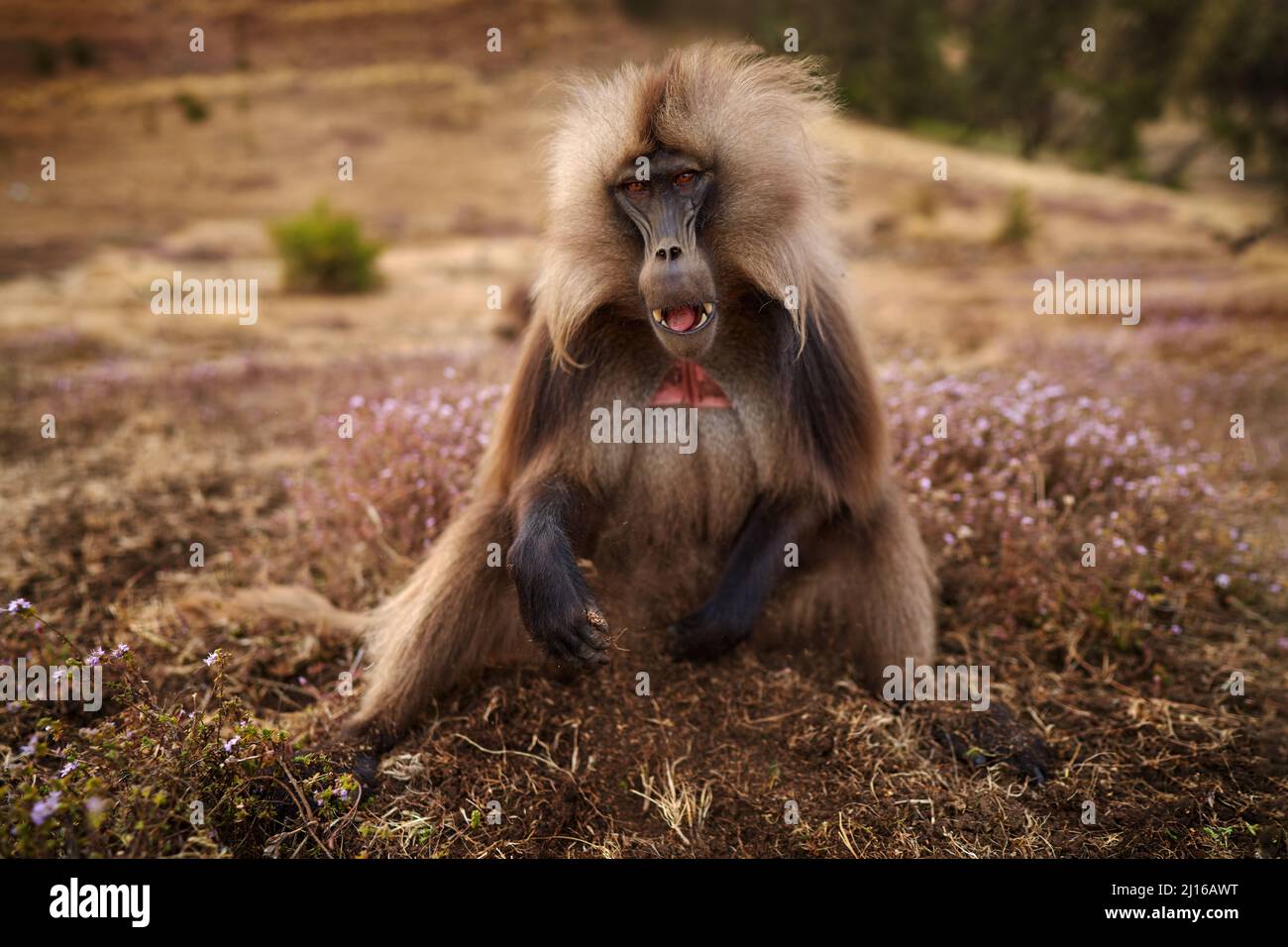 Gelada Baboon with open mouth with teeth. CLose-up wide portrait Simien ...