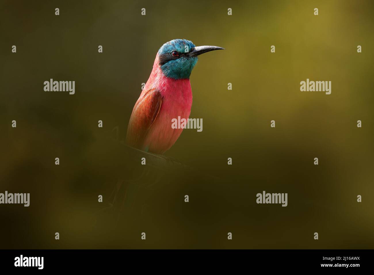African green bee eater hi-res stock photography and images - Alamy
