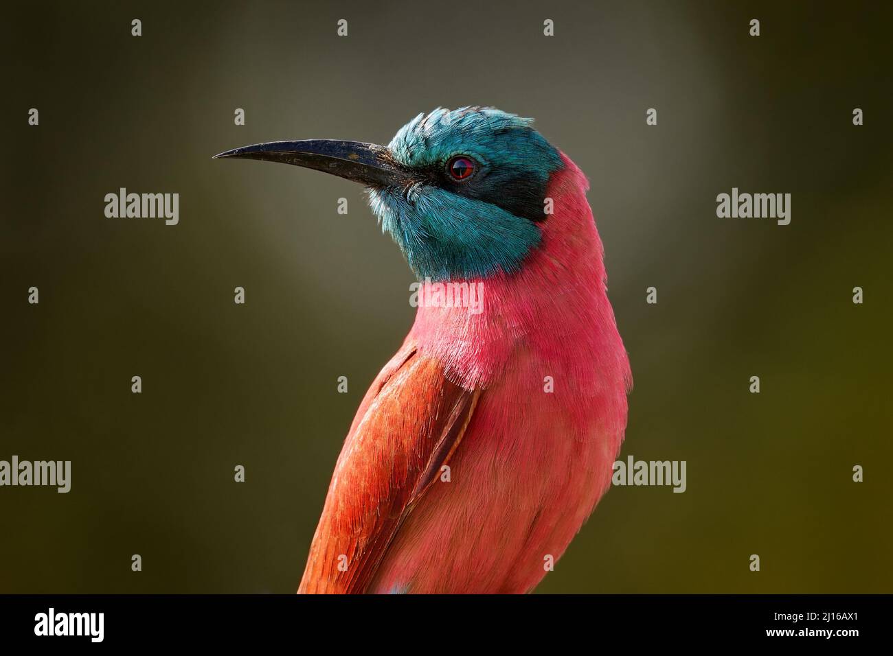 Red pink Northern Carmine Bee-eater, Merops nubicus, detail portrait of ...