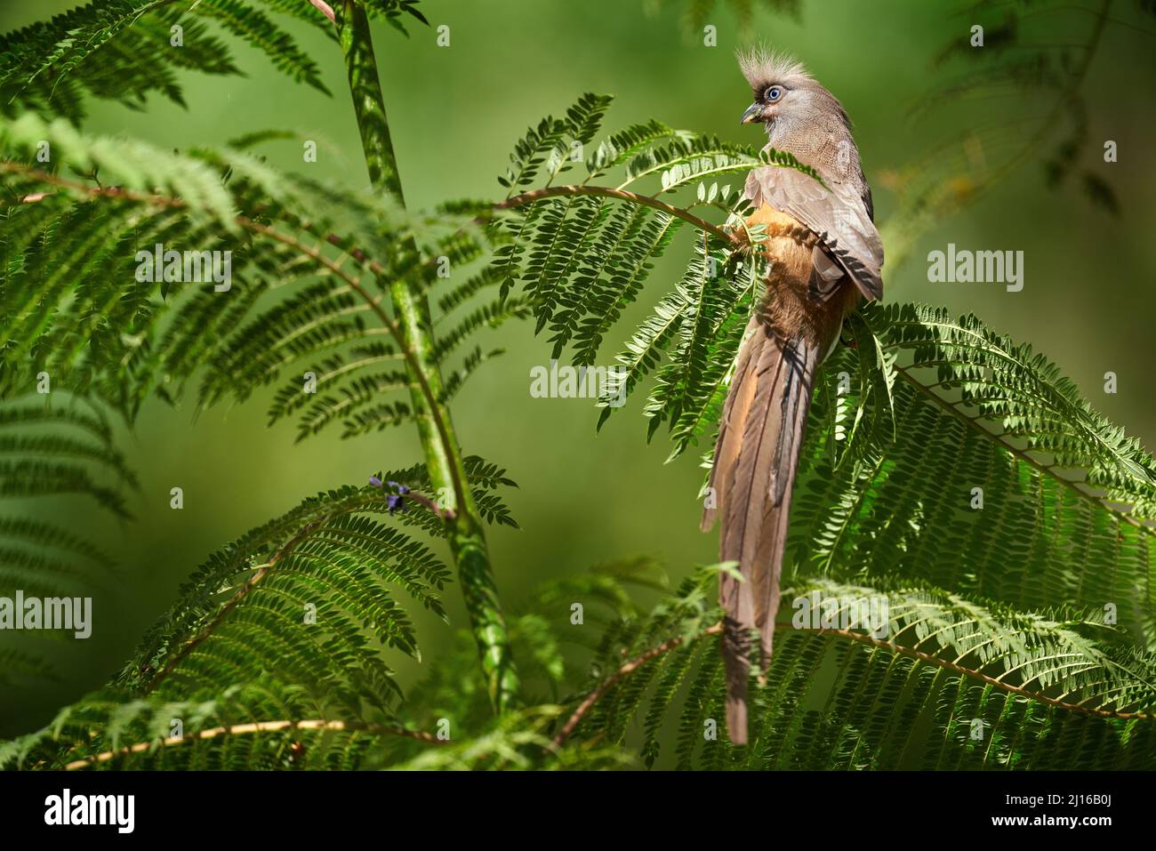 Speckled Mousebird, Colius striatus, bird with long tail sitting on the ...