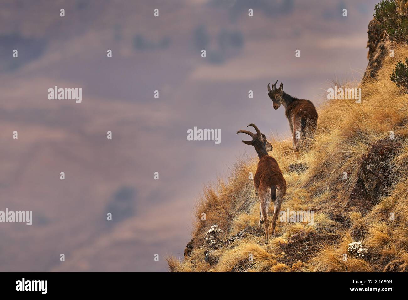 Walia ibex, Capra walie, rare endemic mountain animal in the nature ...