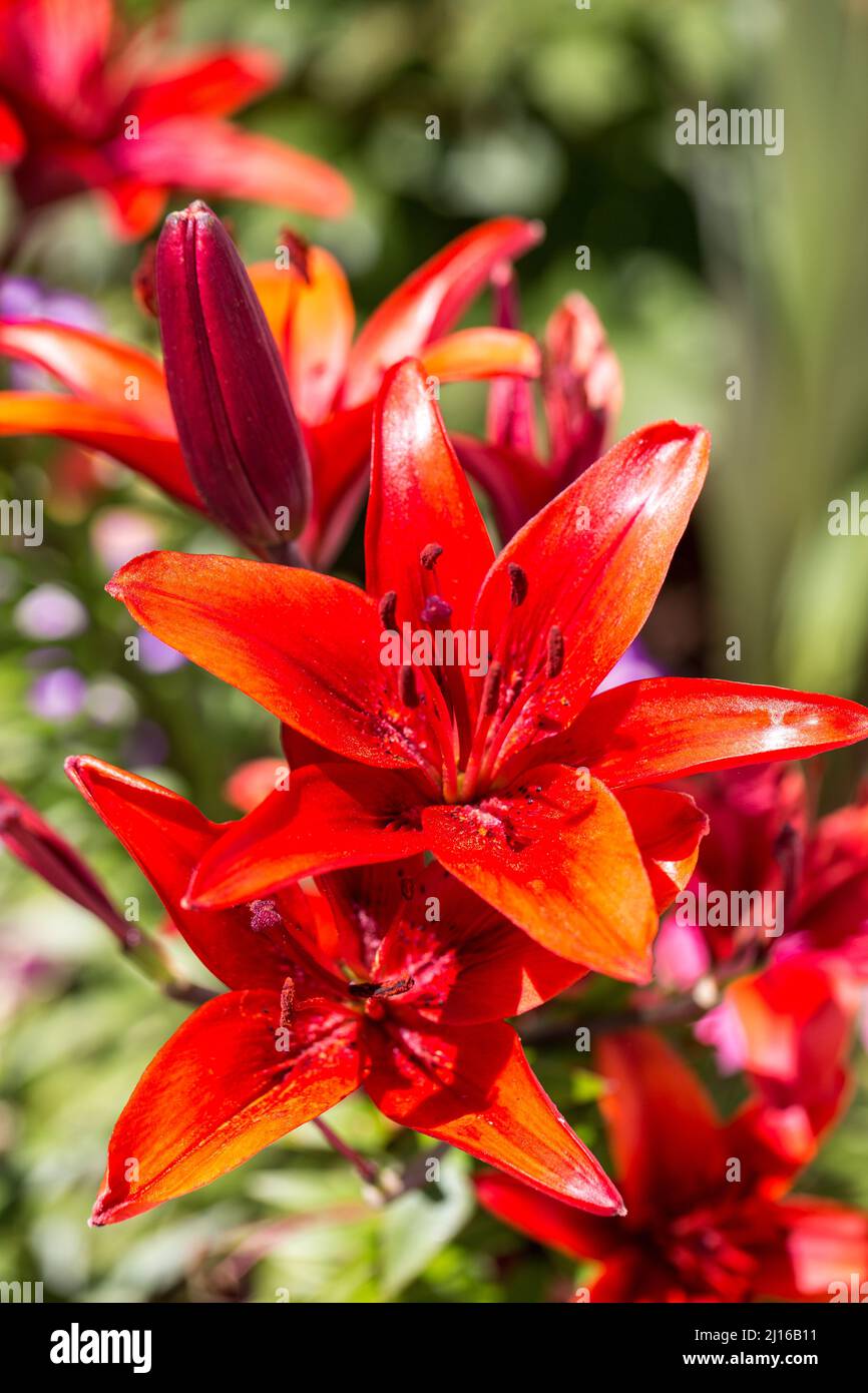 The red lily hi-res stock photography and images - Alamy
