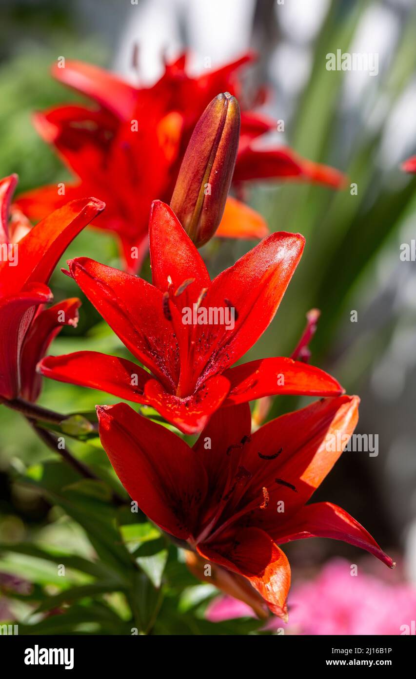 Red lily hi-res stock photography and images - Alamy