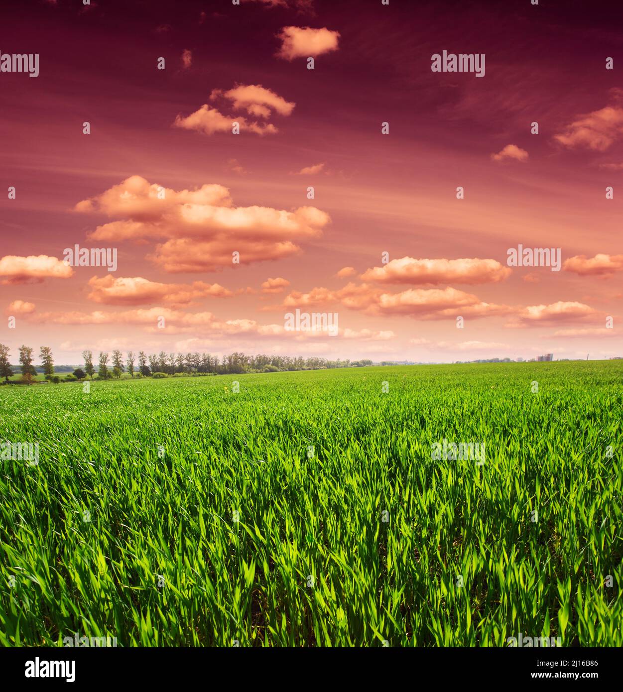 beautiful sunset over field with green grass Stock Photo - Alamy
