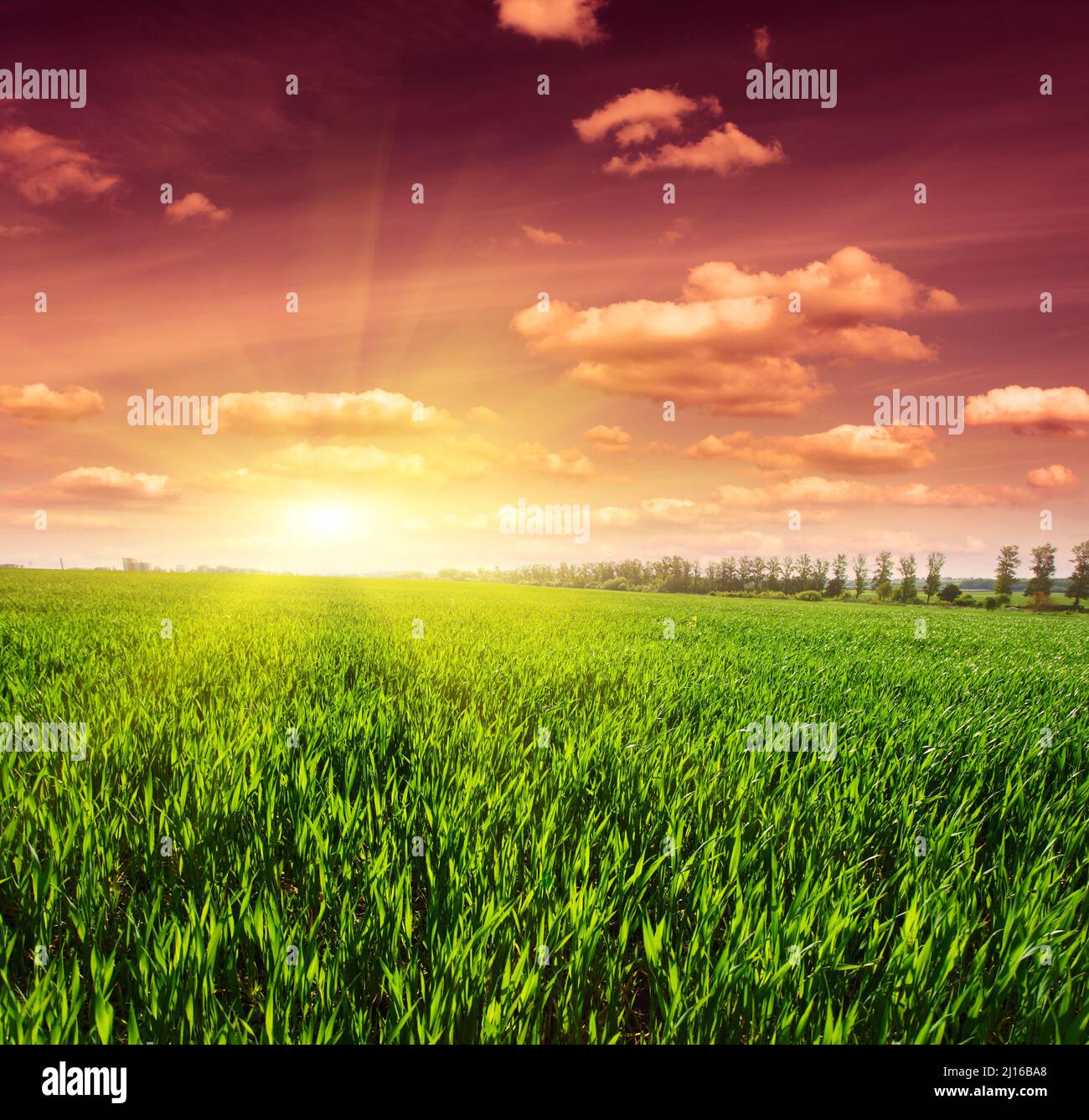 beautiful sunset over field with green grass Stock Photo - Alamy