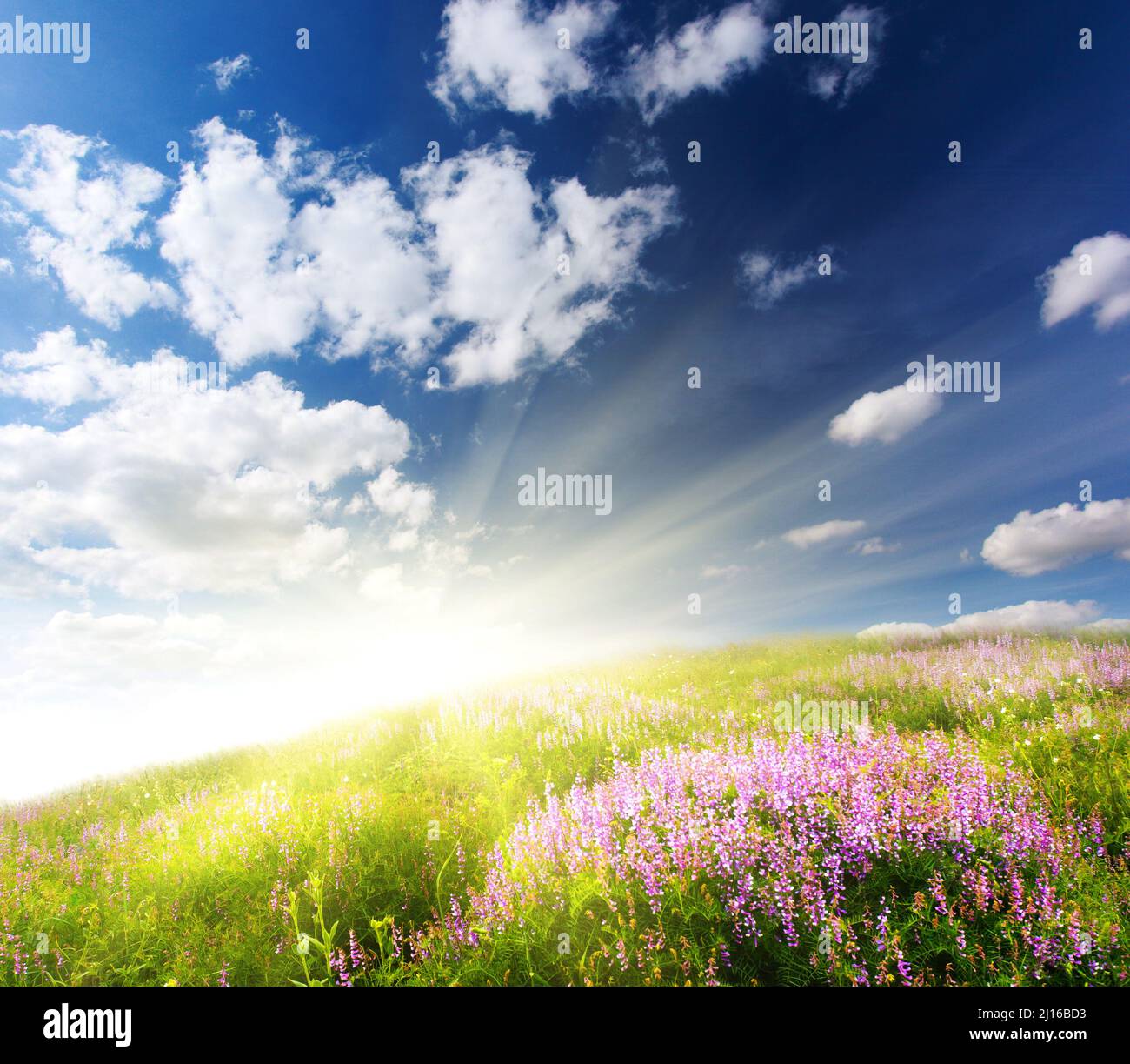 Flower landscape with nature hi-res stock photography and images - Alamy