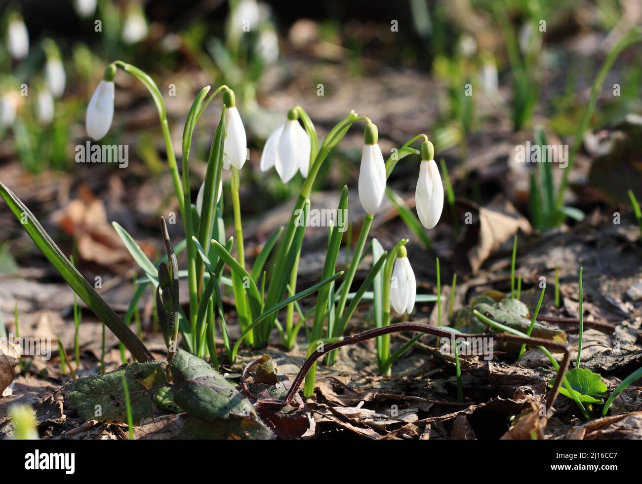 Plant snowdrop hi-res stock photography and images - Alamy