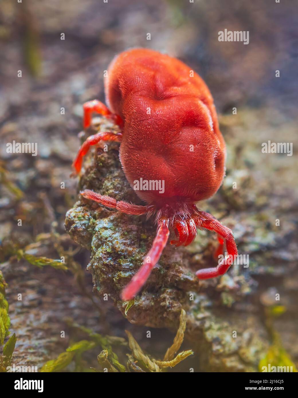 Velvet Mite - Trombidium holosericeum walking on a tree Stock Photo - Alamy