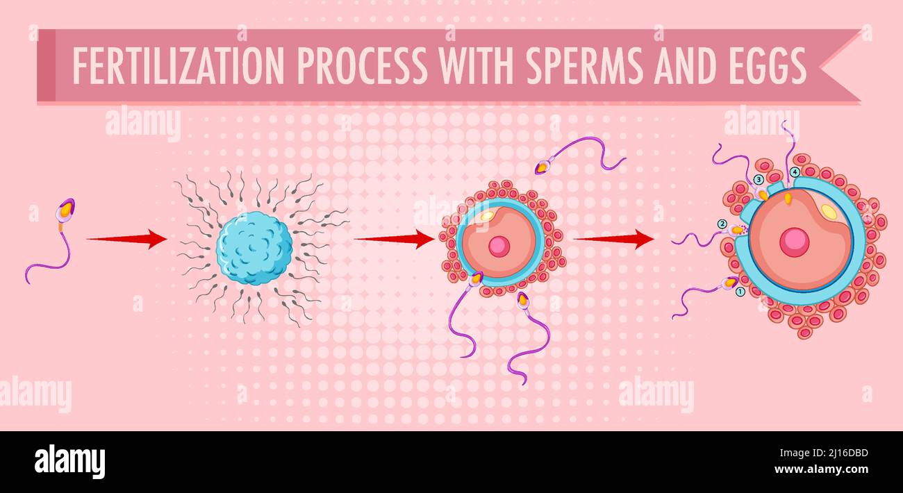 Internal fertilization hi-res stock photography and images - Alamy