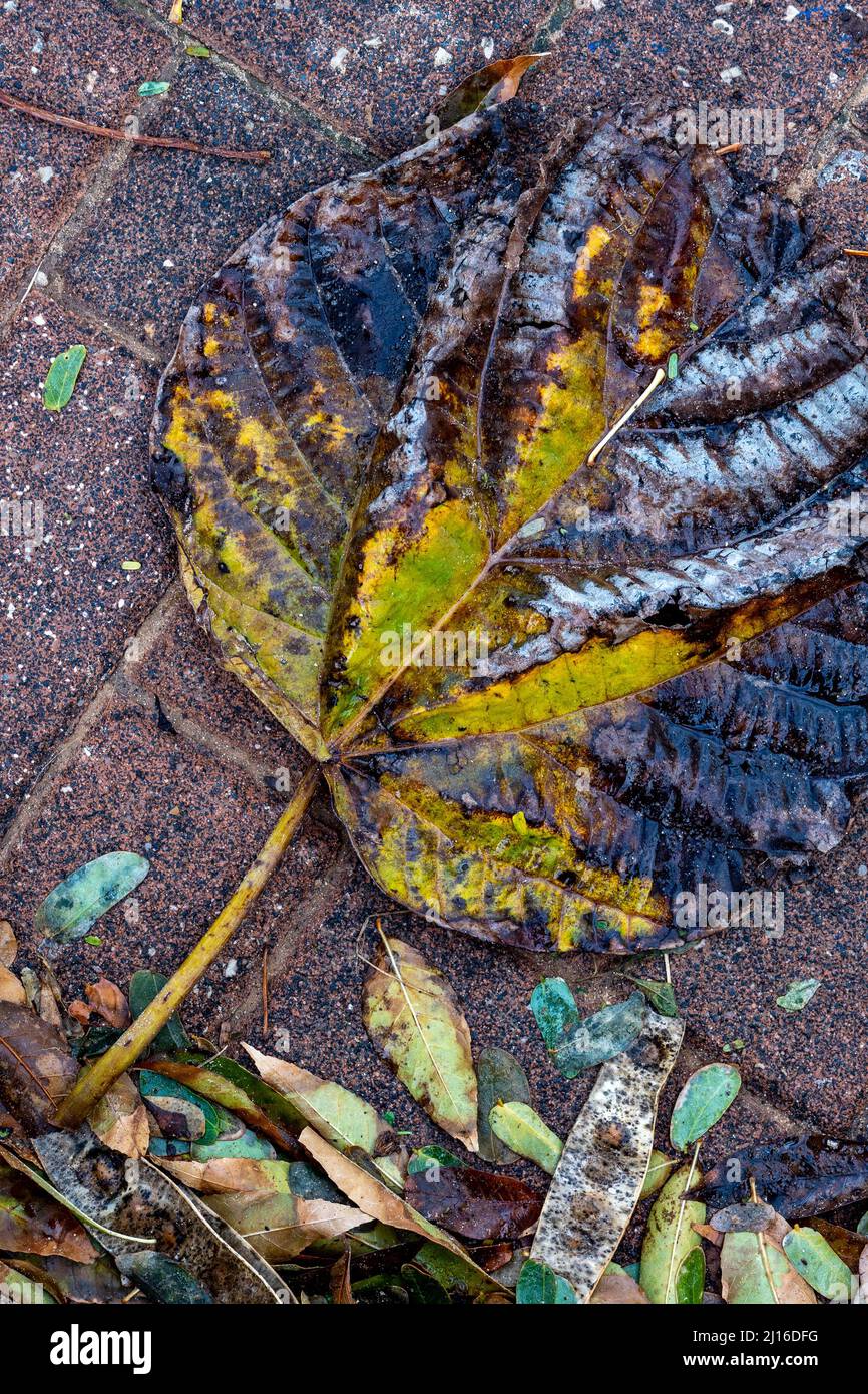 Dry fallen leaves lie on the paving slabs. View from above. Close-up ...
