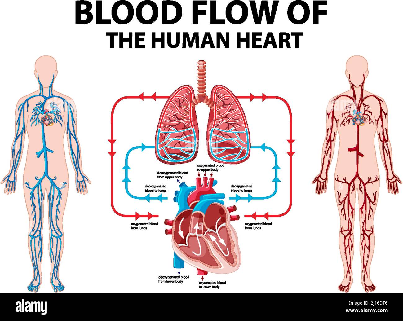 Diagram showing blood flow of human heart illustration Stock Vector ...